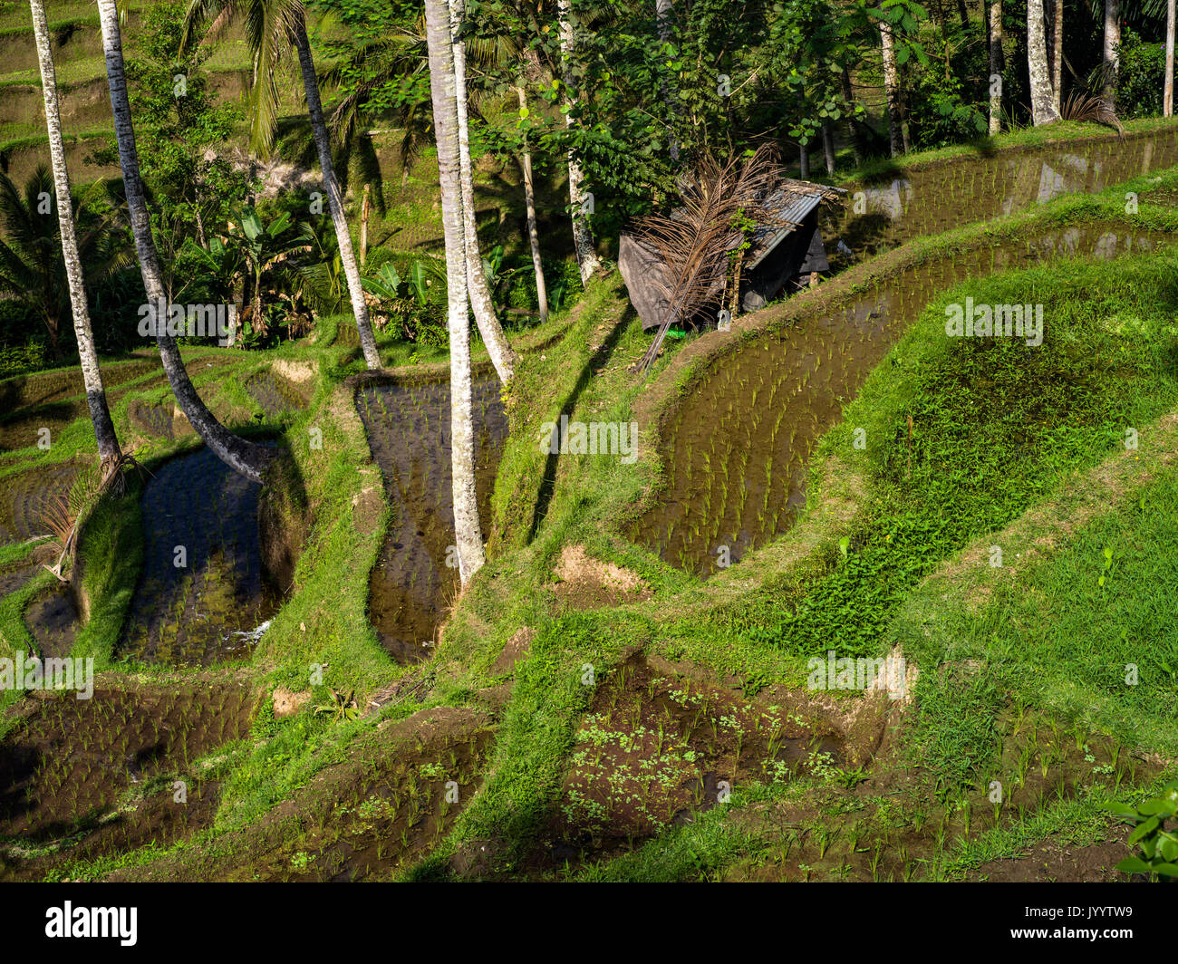 BALI, rice fields Stock Photo - Alamy