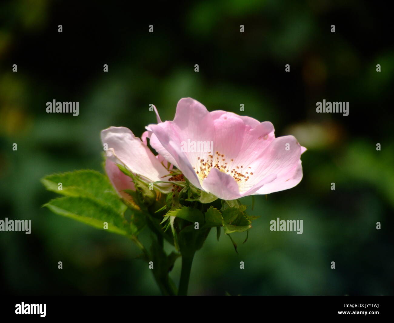 Dog Rose Flower Stock Photo - Alamy
