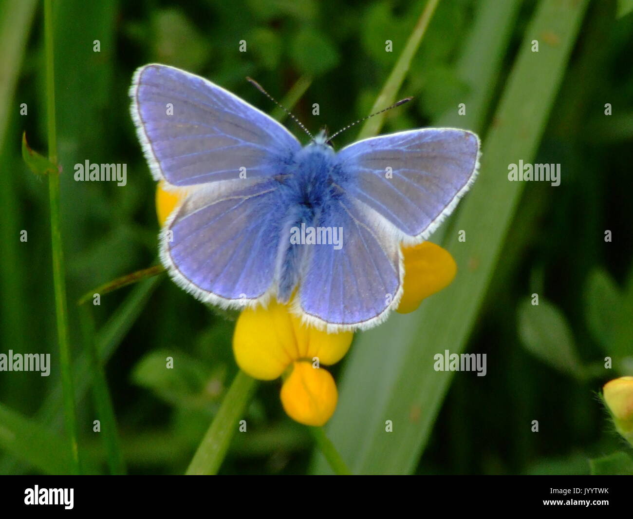 Male common blue butterfly polyommatus icarus hi-res stock photography ...