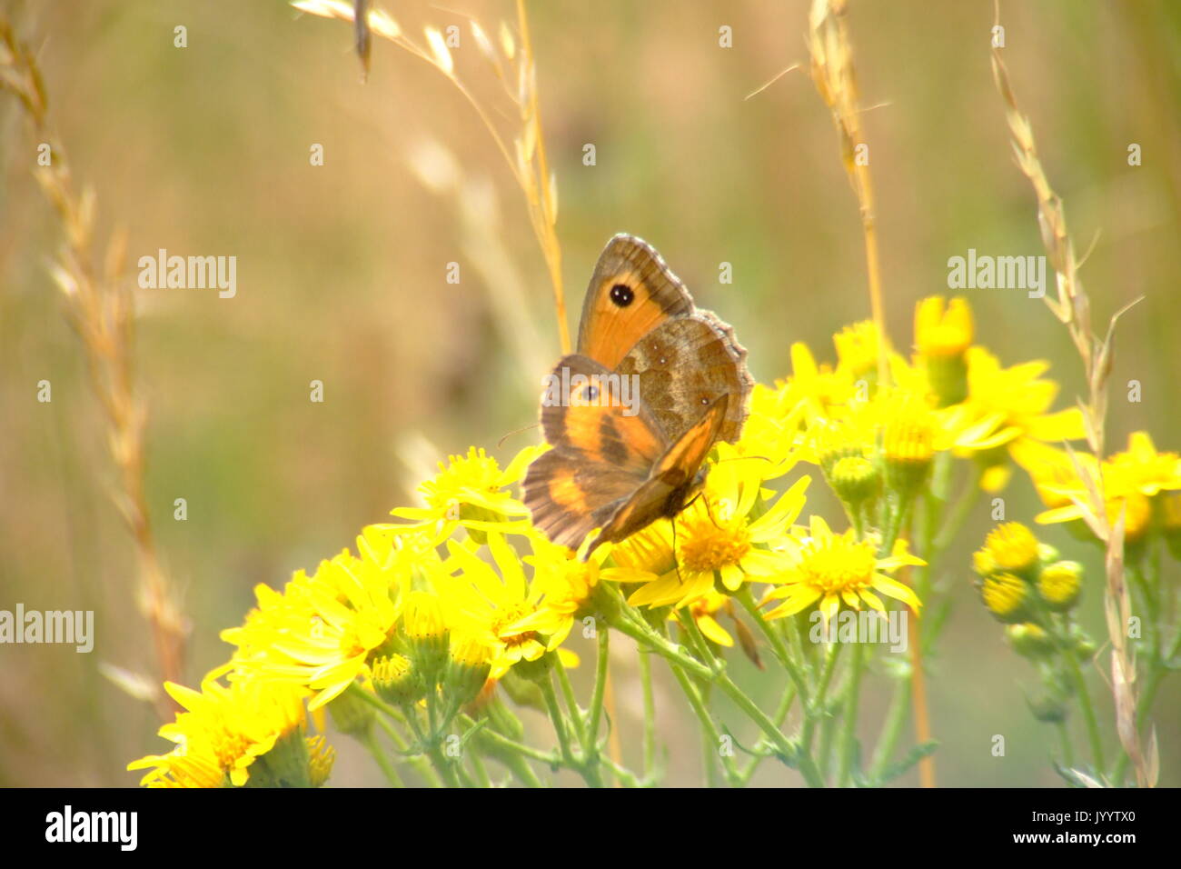 Male gatekeeper butterfly hi-res stock photography and images - Alamy