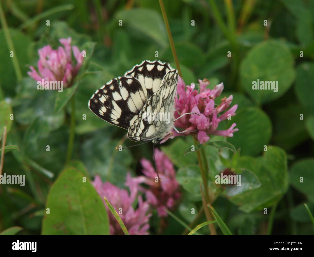 Marbled White Butterfly on Clover Stock Photo - Alamy