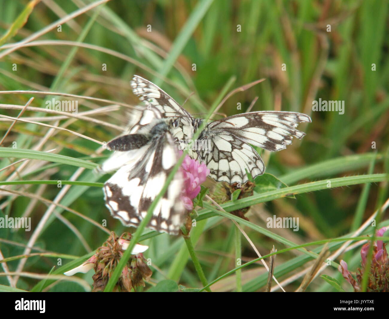 British marbled white butterfly hi-res stock photography and images - Alamy
