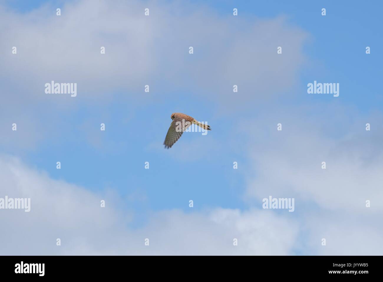 Juvenile kestrel flight hi-res stock photography and images - Alamy