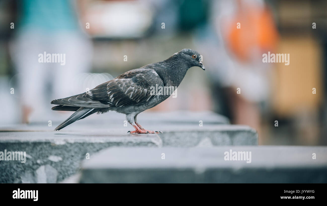 Pigeon on the street. Close up. View from animal floor perspective ...