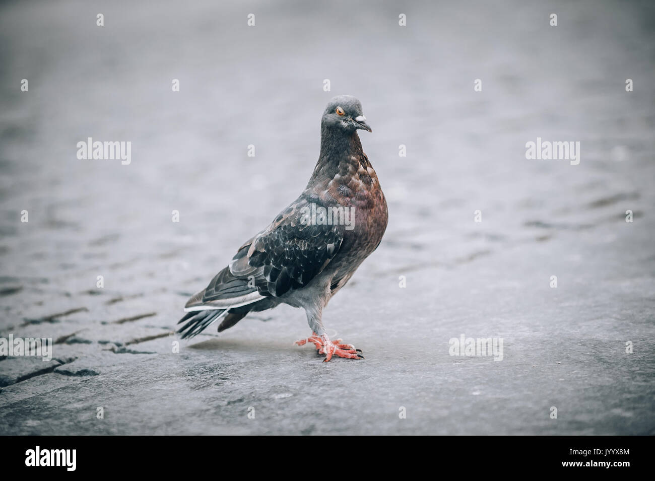 Avian perspective hi-res stock photography and images - Alamy