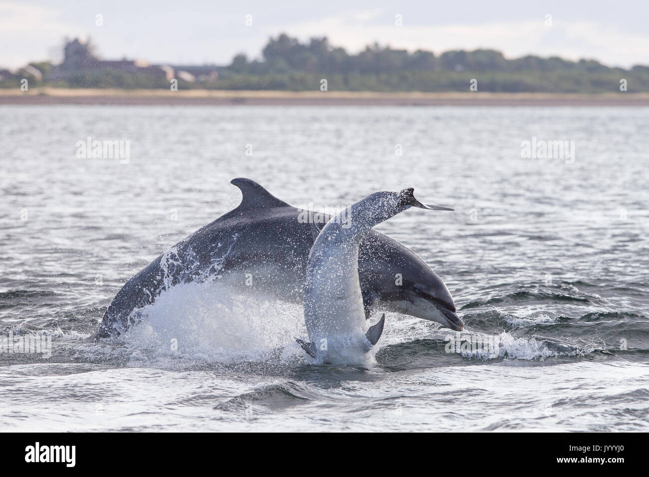 Scotland Cromarty Firth Dolphins High Resolution Stock Photography and ...