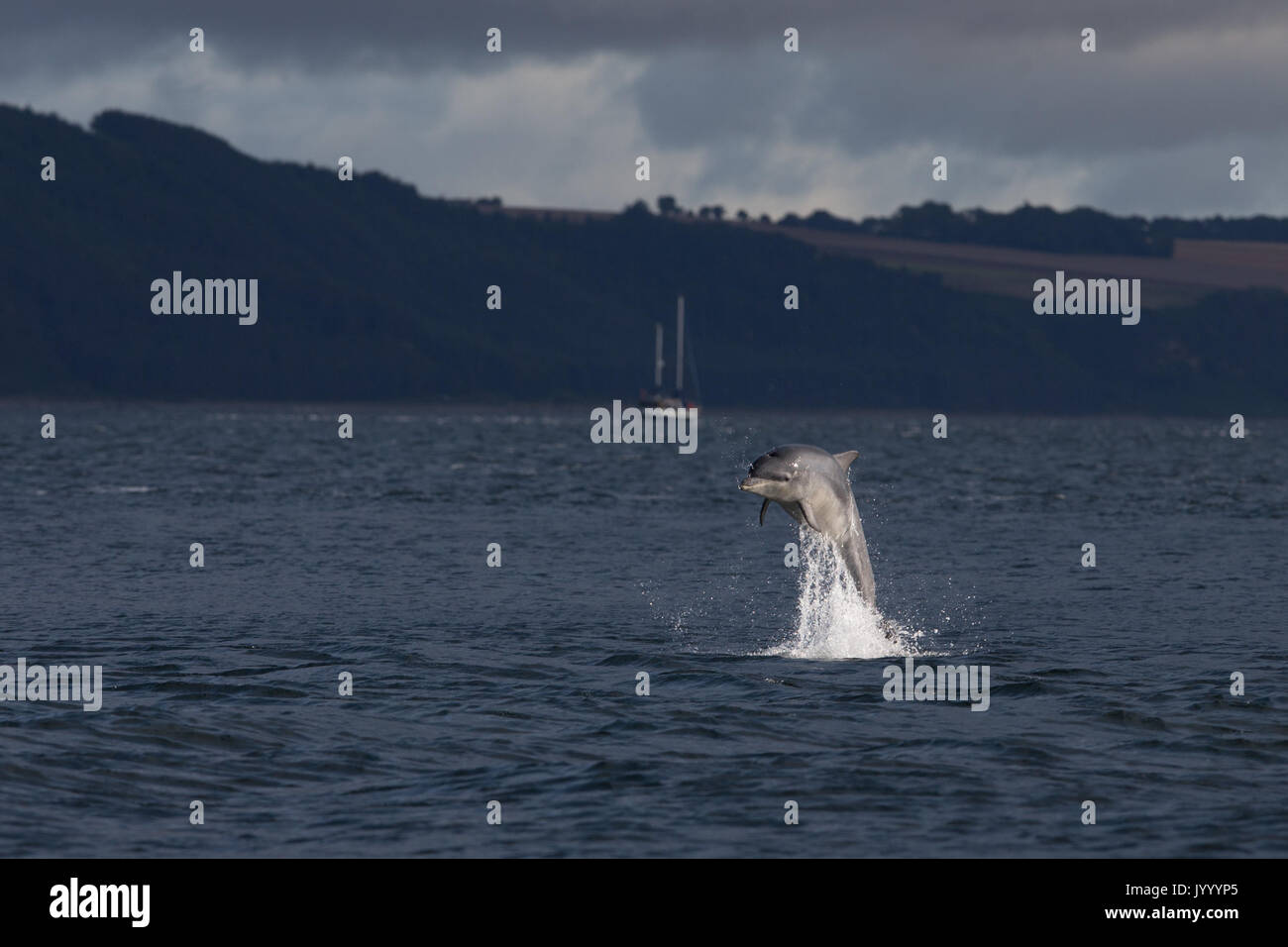 Scotland Cromarty Firth Dolphins High Resolution Stock Photography and ...