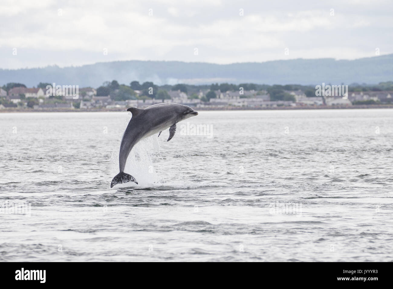 Bottlenose dolphins breaching in the waters of the Moray Firth, near ...