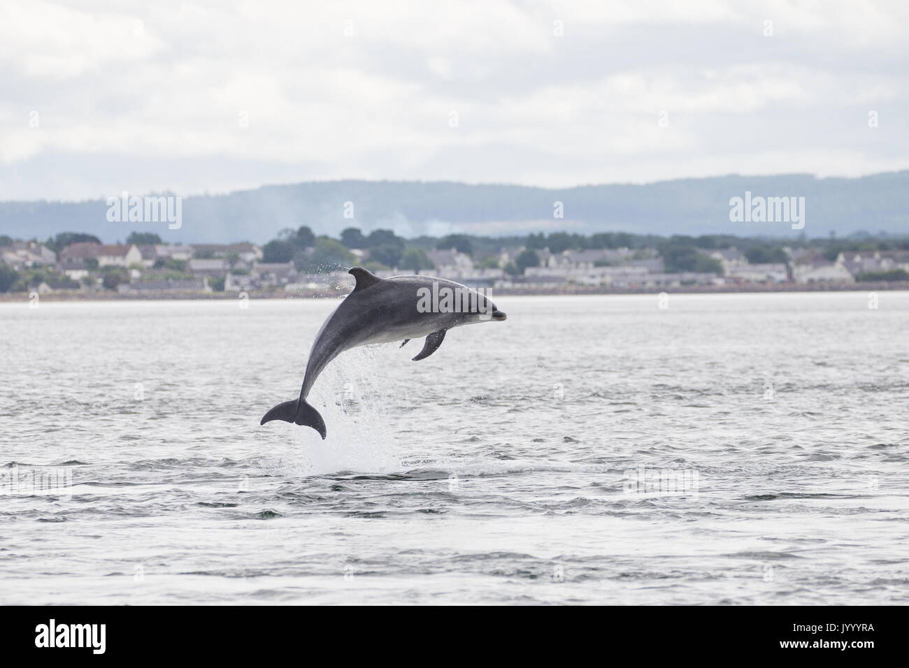 Scotland cromarty firth dolphins hi-res stock photography and images ...
