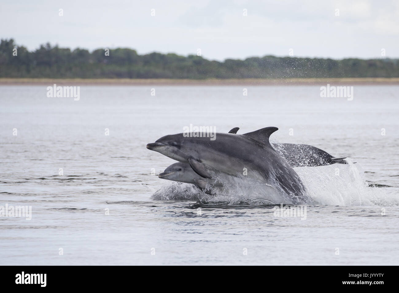 Scotland cromarty firth dolphins hi-res stock photography and images ...