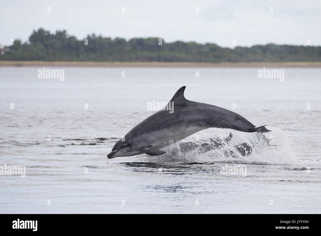 Scotland Cromarty Firth Dolphins High Resolution Stock Photography and ...