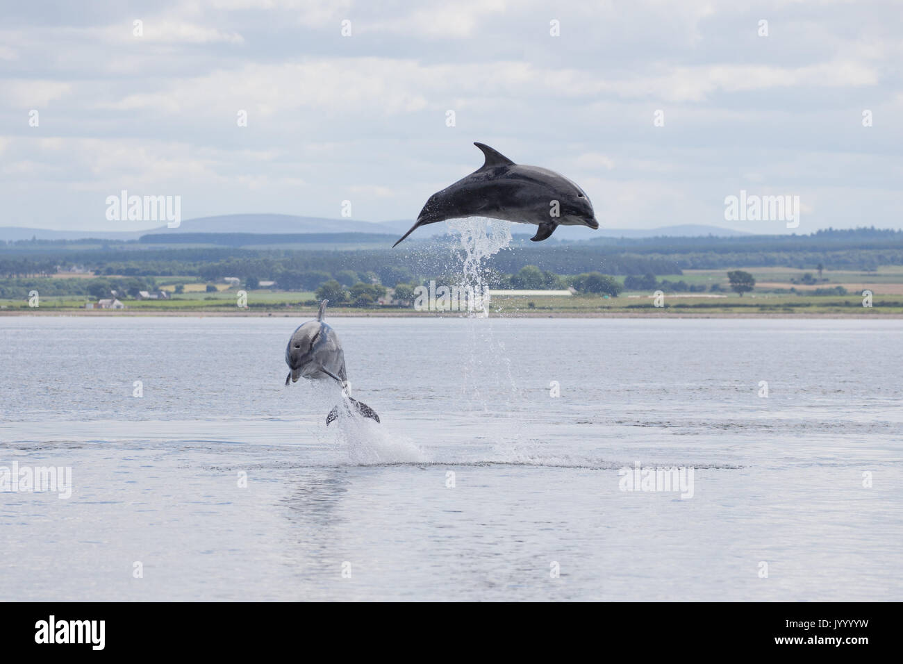 Scotland cromarty firth dolphins hi-res stock photography and images ...