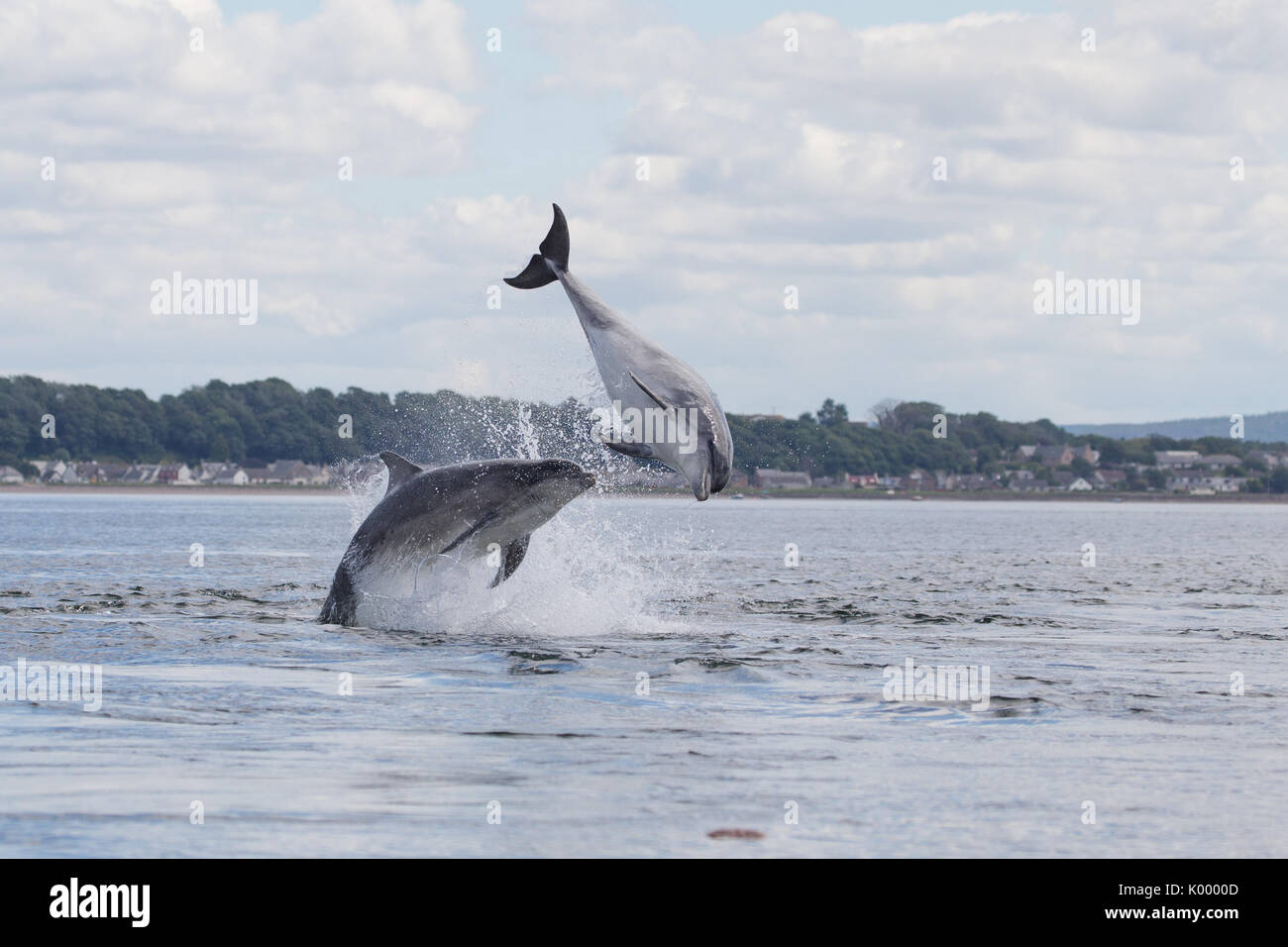 Bottlenose dolphins breaching in the waters of the Moray Firth, near ...