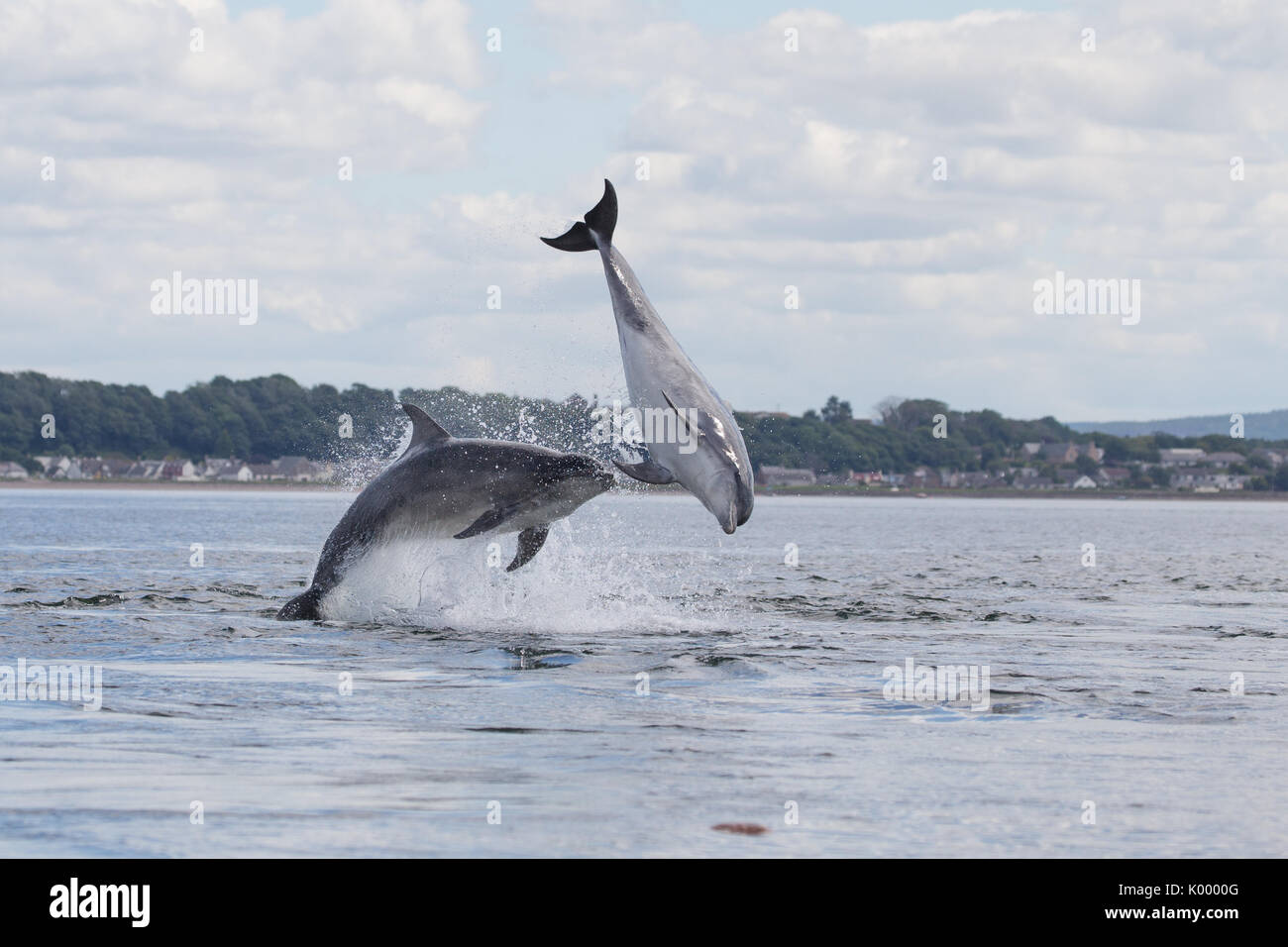 Scotland cromarty firth dolphins hi-res stock photography and images ...