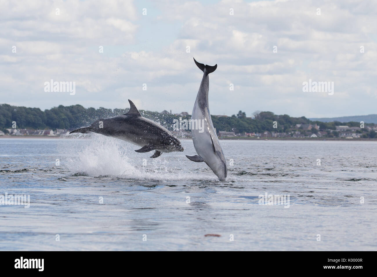 Scotland Cromarty Firth Dolphins High Resolution Stock Photography and ...