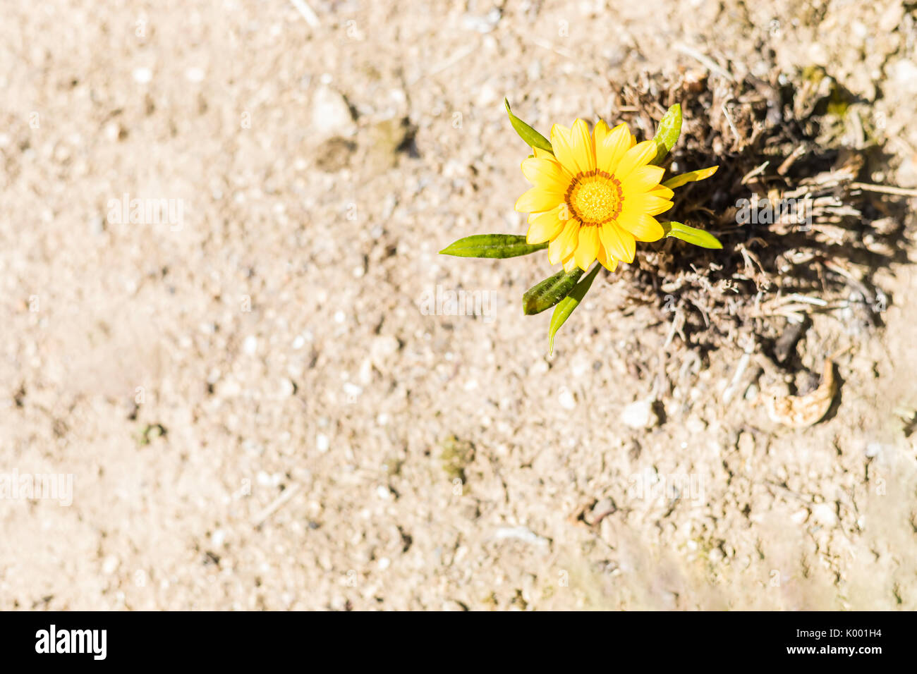 Yellow African daisy flower on earthy brown and dusty background Stock ...