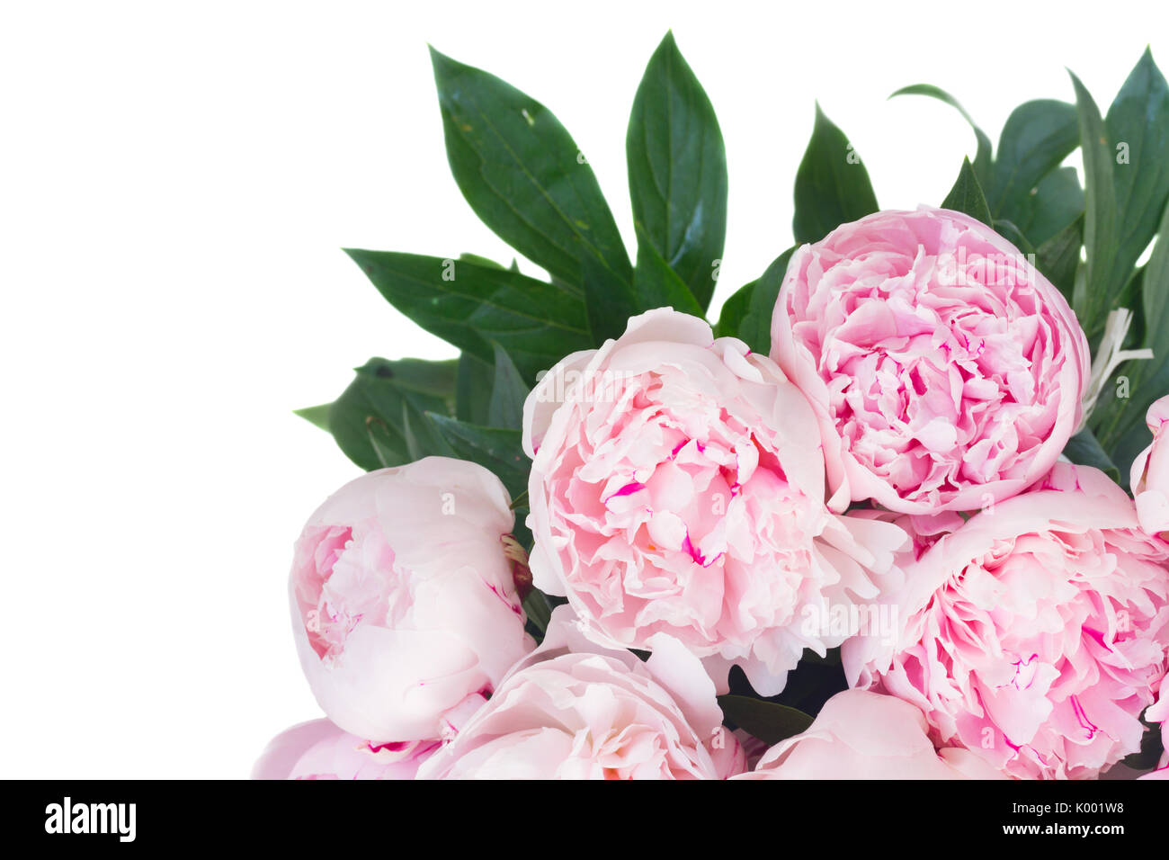 Fresh peony flowers Stock Photo - Alamy