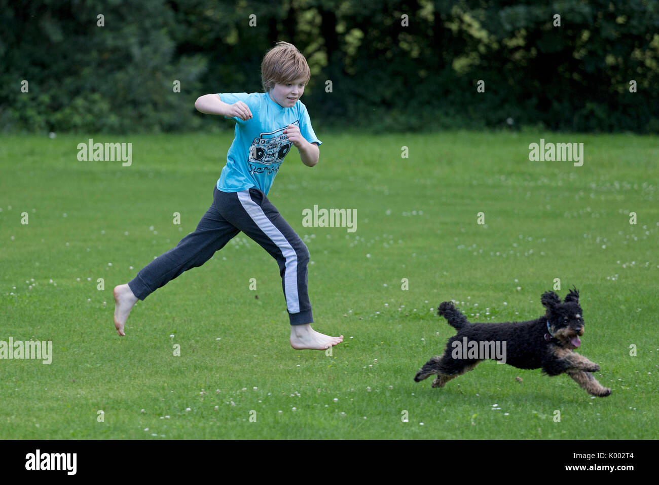 Pudel toy hi-res stock photography and images - Alamy