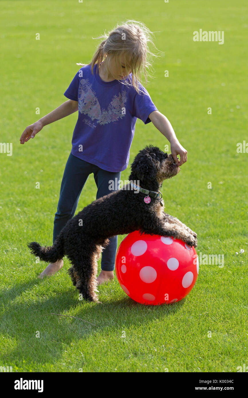 little girl training her dog Stock Photo - Alamy