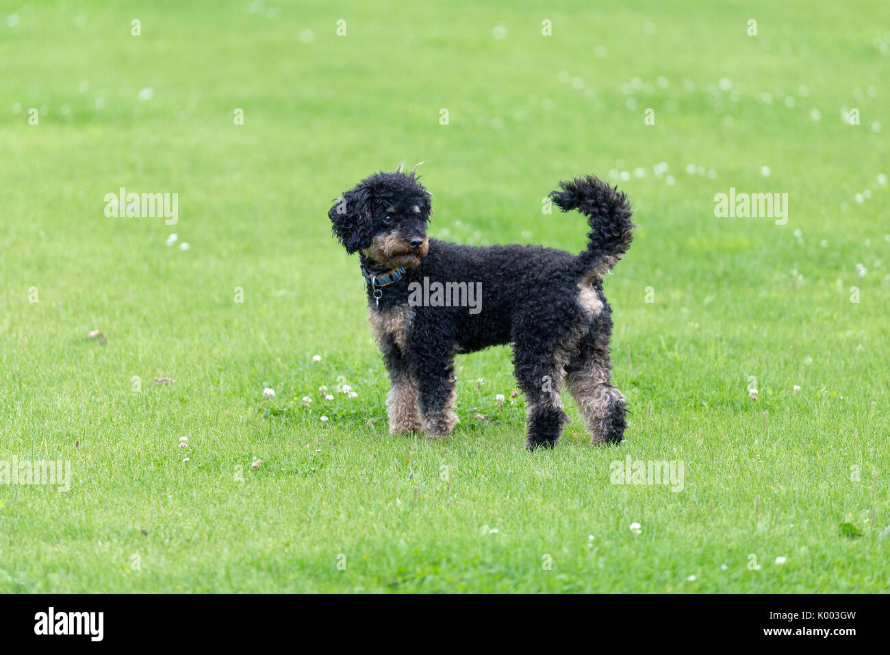 Kleiner pudel hi-res stock photography and images - Alamy
