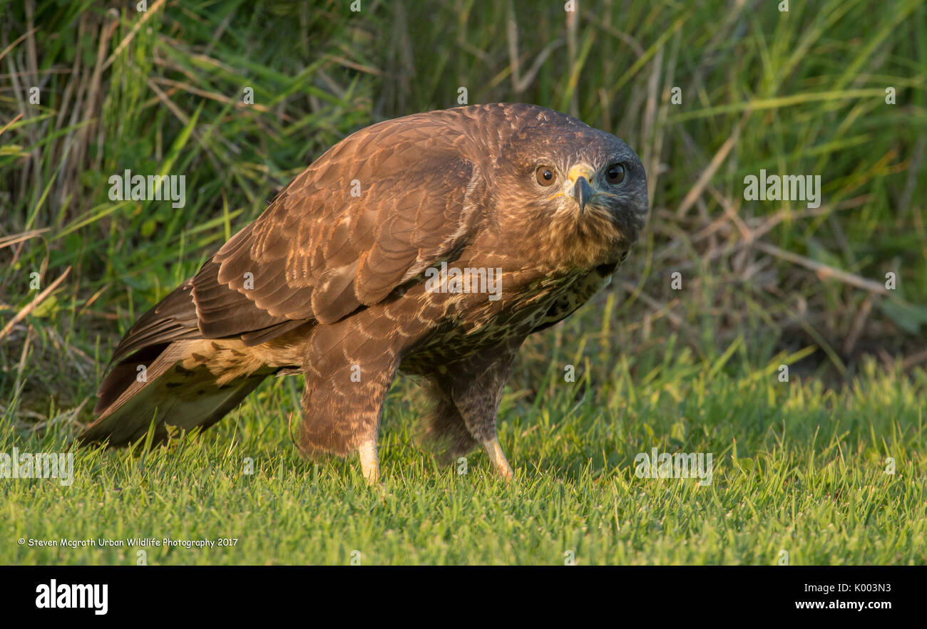 Common buzzard buteo hawk raptor bird of prey glasgow scotland hi-res ...
