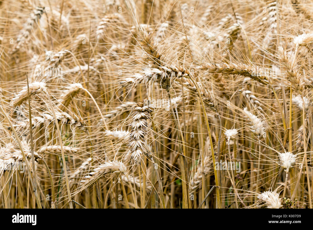 Wheat crops close up with a glow from sunlight and shallow depth of ...
