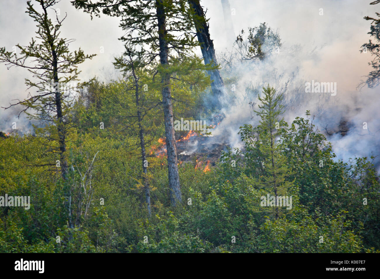 Forest fires. Northern forest fire and smoke Stock Photo - Alamy