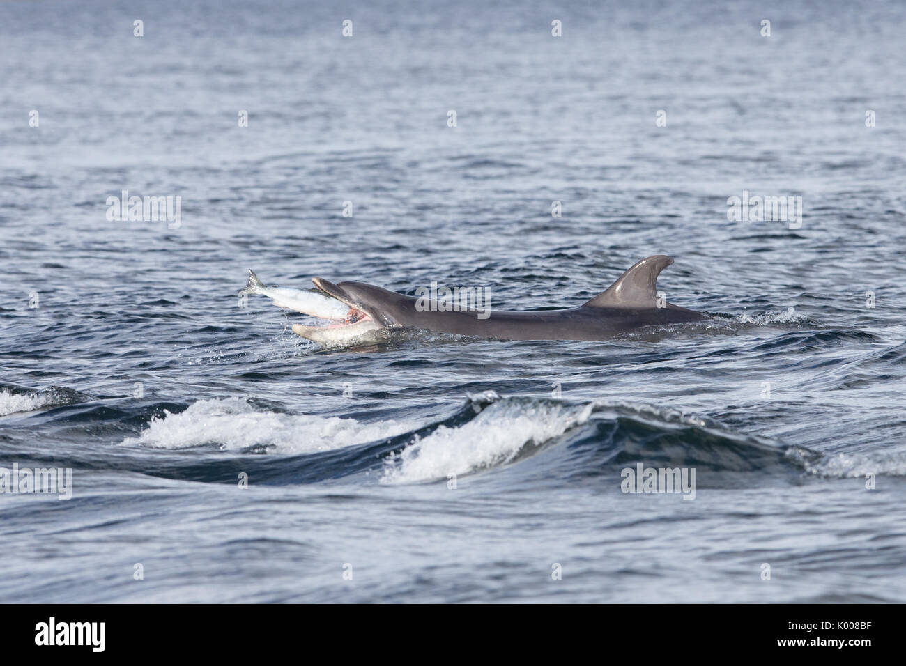 Hunting dolphin hi-res stock photography and images - Alamy