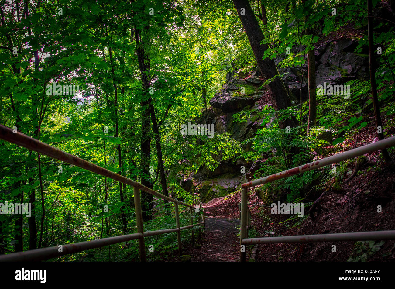 German forest near Chemnitz Erzgebirge Stock Photo - Alamy