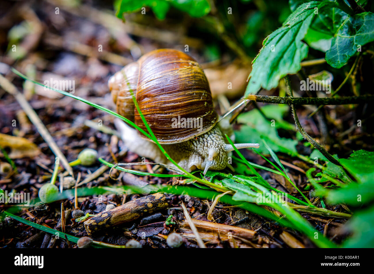 Snail slow down forest ground Stock Photo - Alamy