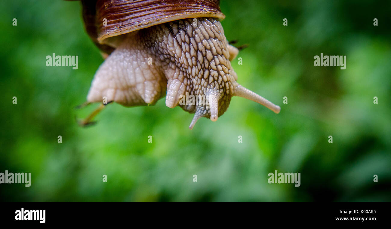 Snail slow down to find your way Stock Photo - Alamy