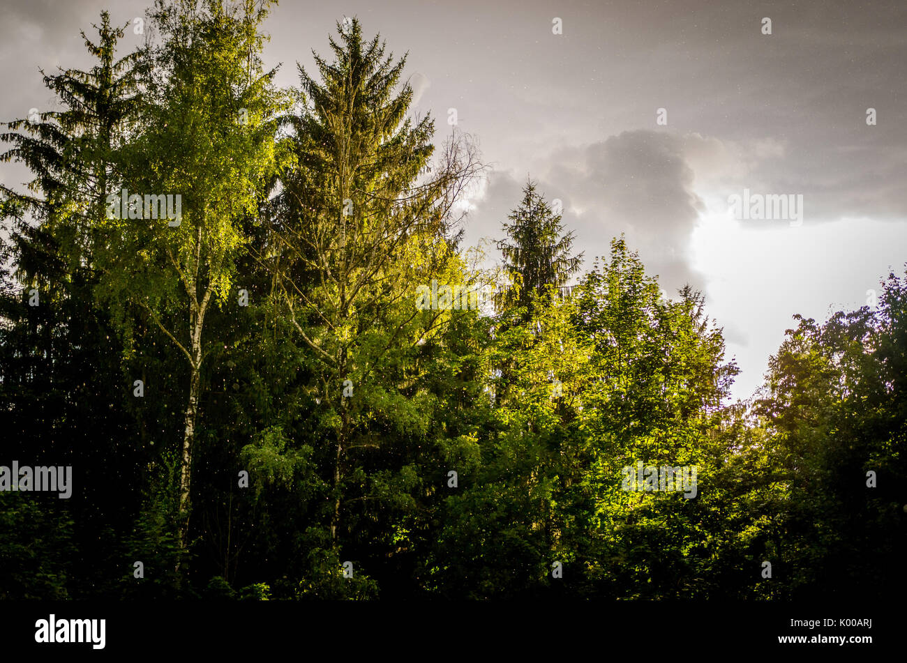 Summer rain time in a forest of Germany Stock Photo - Alamy