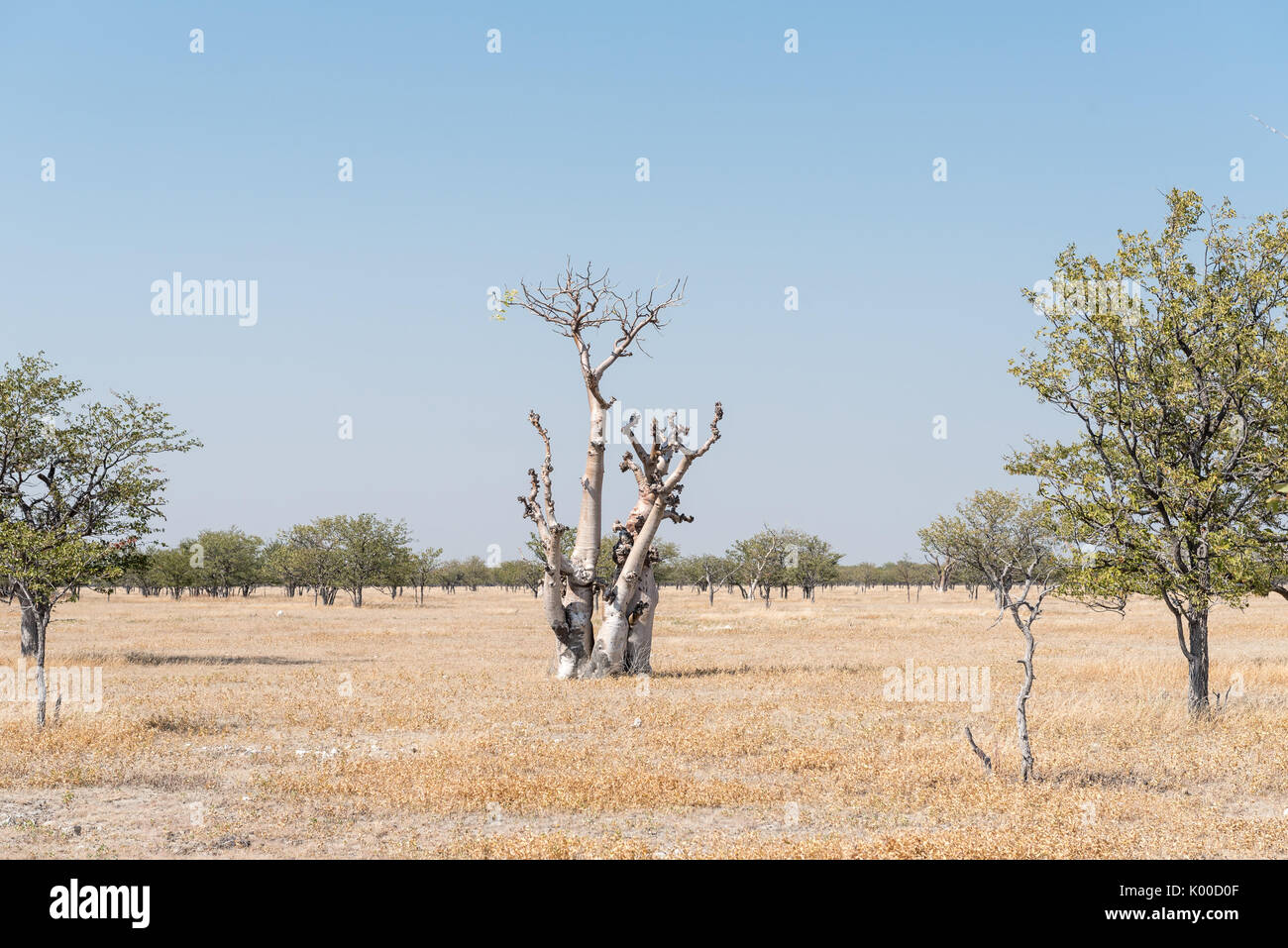 A Moringa tree or Fairy Tale Tree, Moringa Ovalifolia, in Northern ...