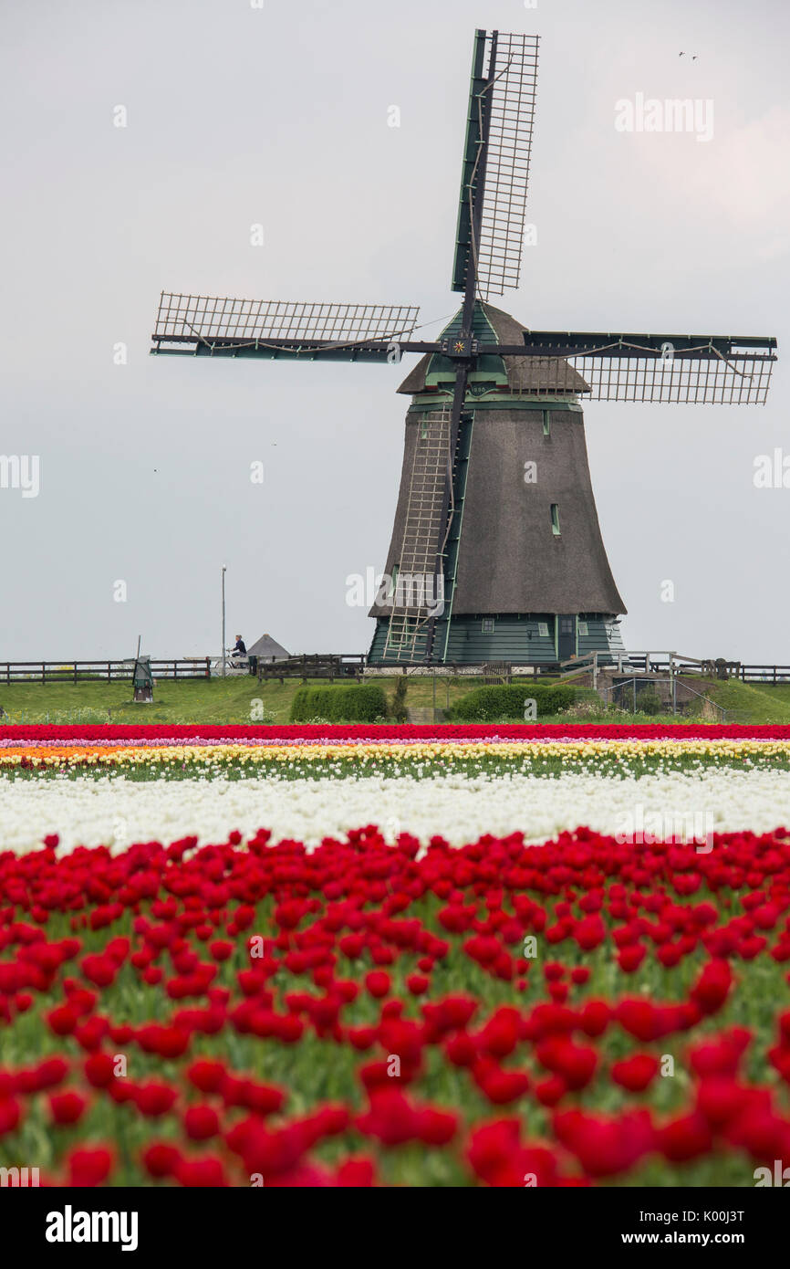Netherlands windmill tulip hi-res stock photography and images - Alamy