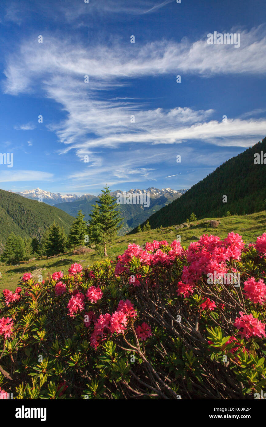 Blooming of rhododendrons surrounded by green meadows Orobie Alps ...