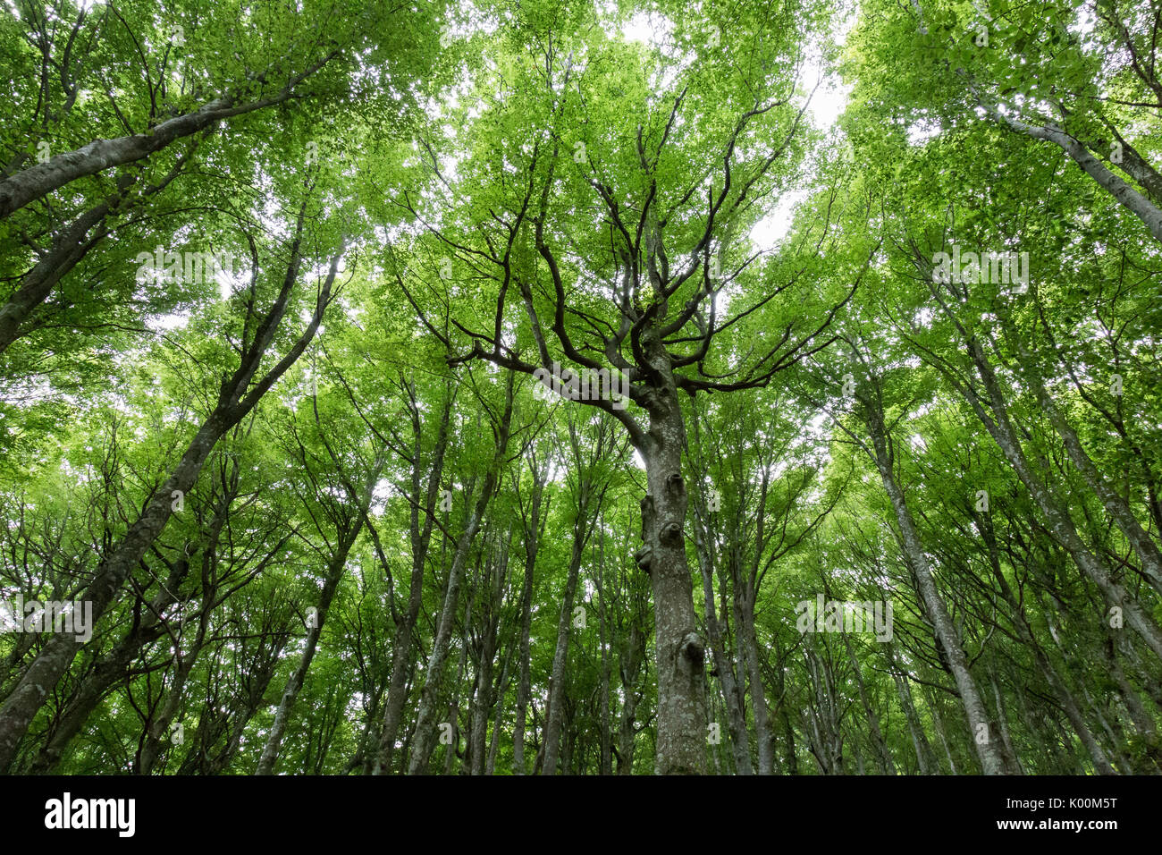 A view of a wood with very intense green foliage Stock Photo - Alamy
