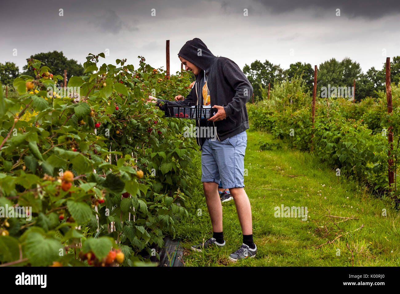 Fruit pickers hi-res stock photography and images - Alamy