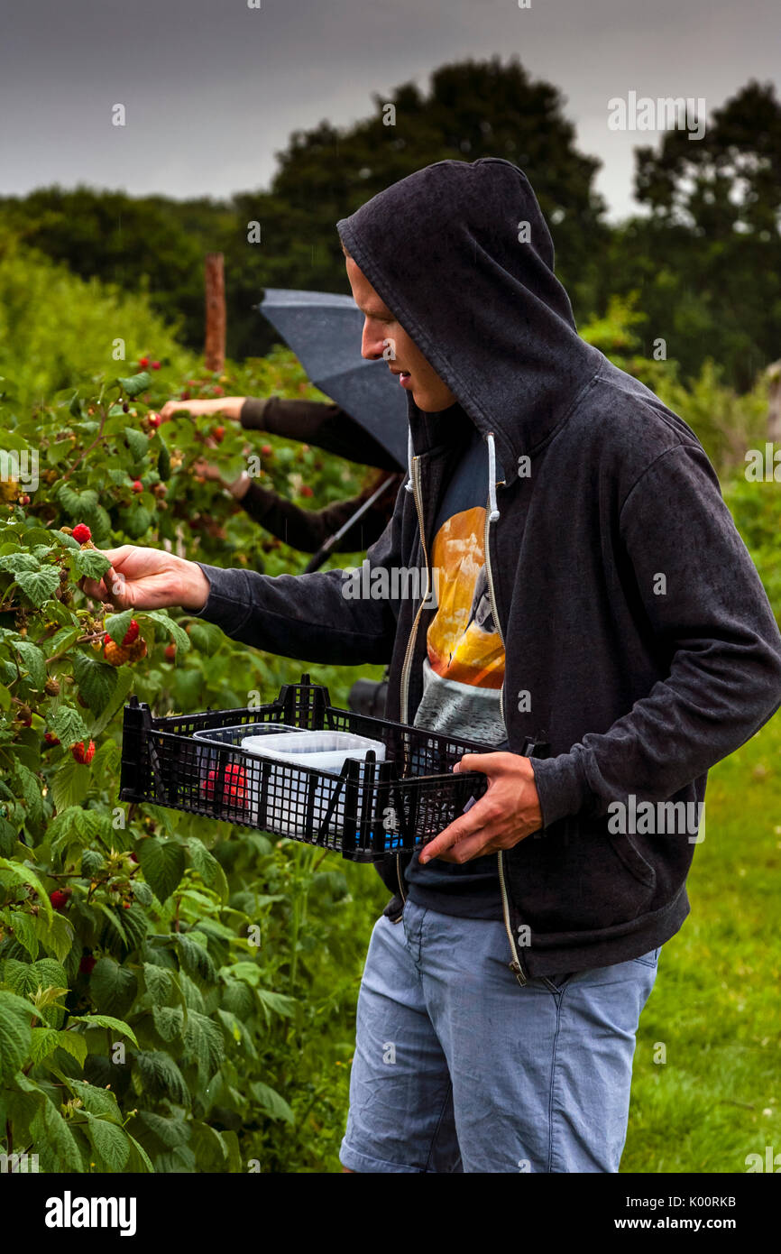 Fruit pickers hi-res stock photography and images - Alamy