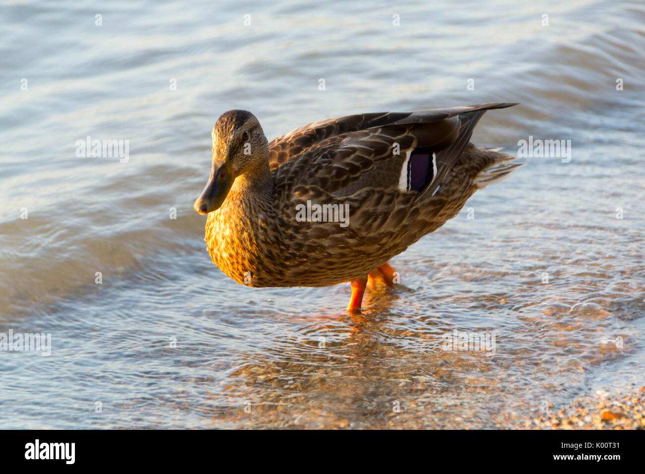 Mallard duck female sweet hi-res stock photography and images - Alamy