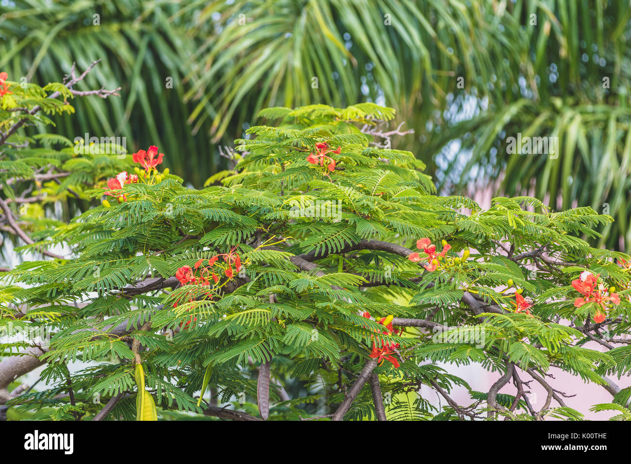 Saint Martin is part of the Leeward Islands in the Caribbean Sea. It ...