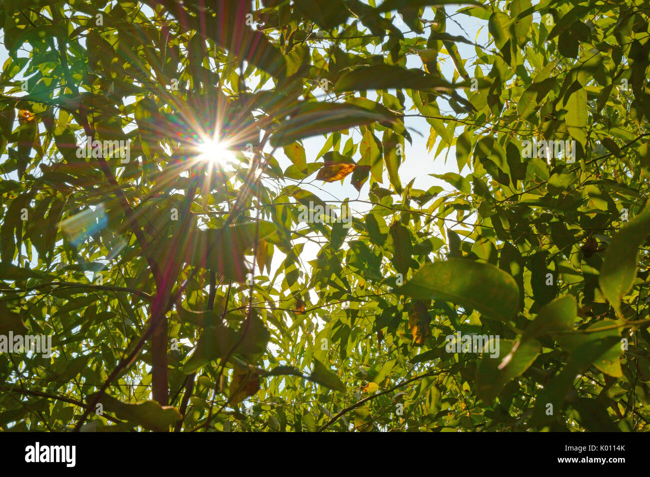 Light through the foliage hi-res stock photography and images - Alamy