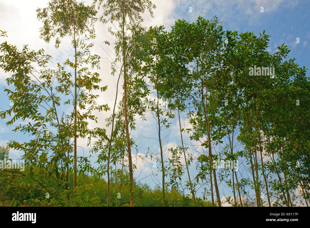 Trees on hill against hi-res stock photography and images - Alamy