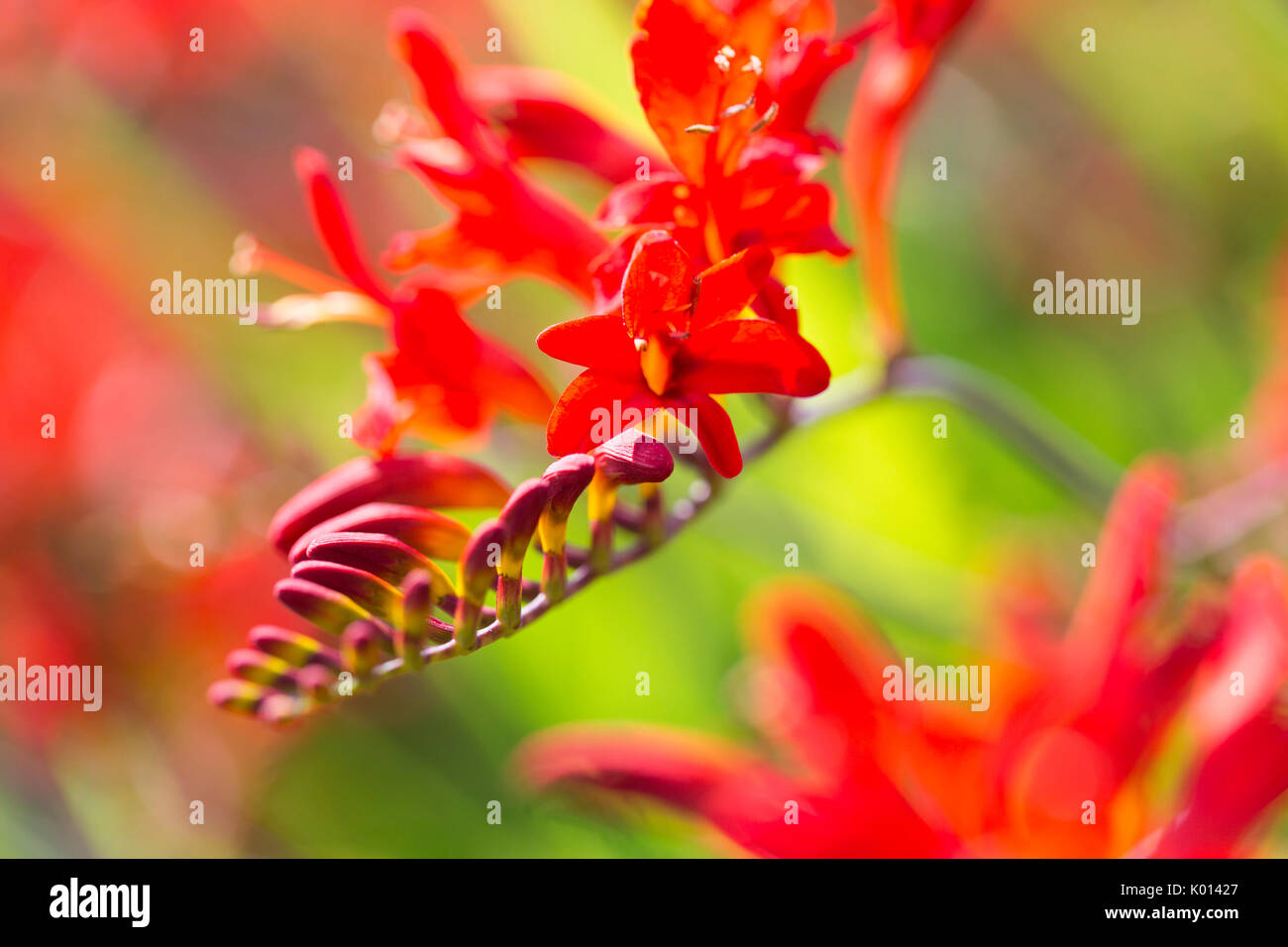 Red Crocosmia growing in summer flower garden Stock Photo - Alamy