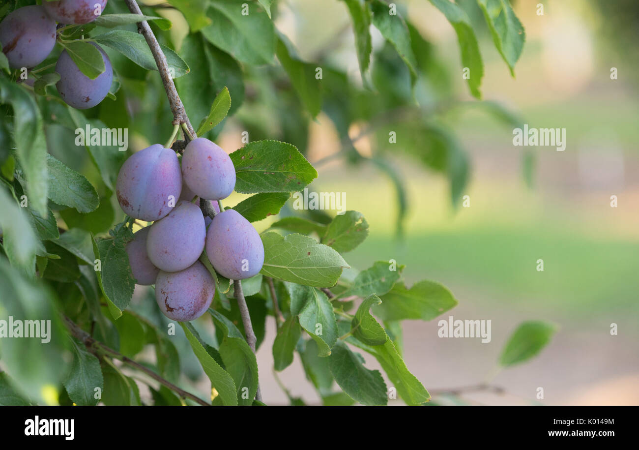Plums get close to harvest in California Stock Photo - Alamy