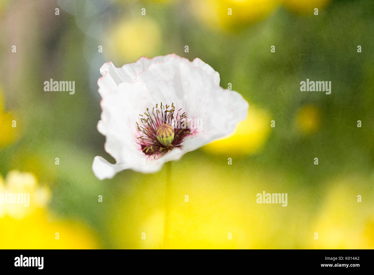 Summer poppy in bloom hi-res stock photography and images - Alamy
