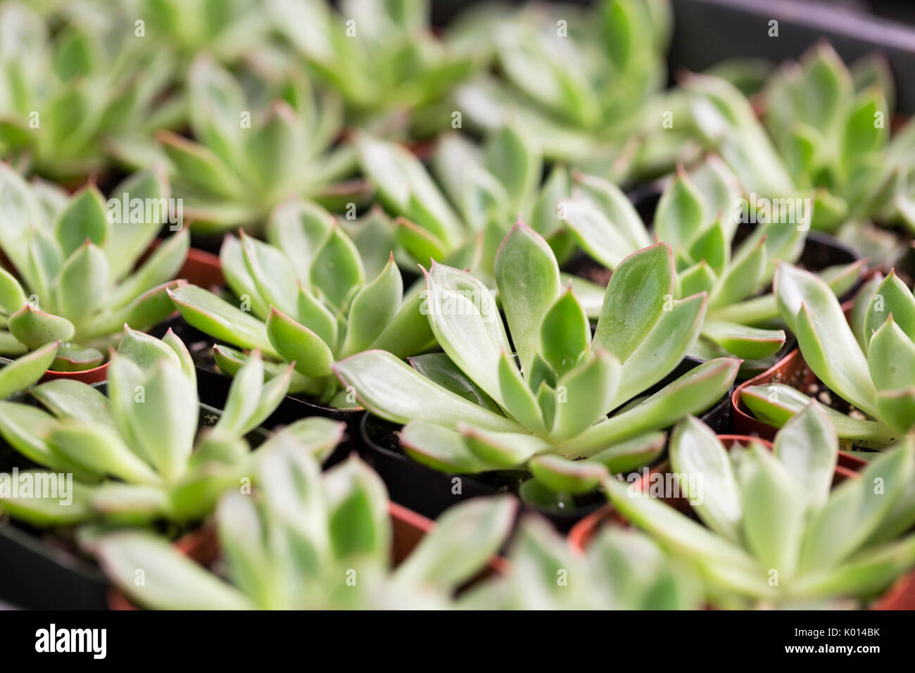 Perennial succulent succulents garden plant plants hi-res stock ...