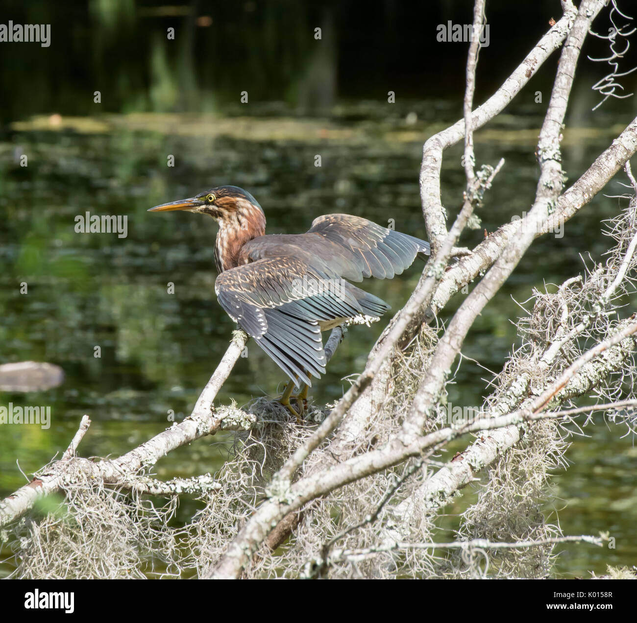 Beautiful gardens of the south - Swans, spiders, birds and butterflies ...