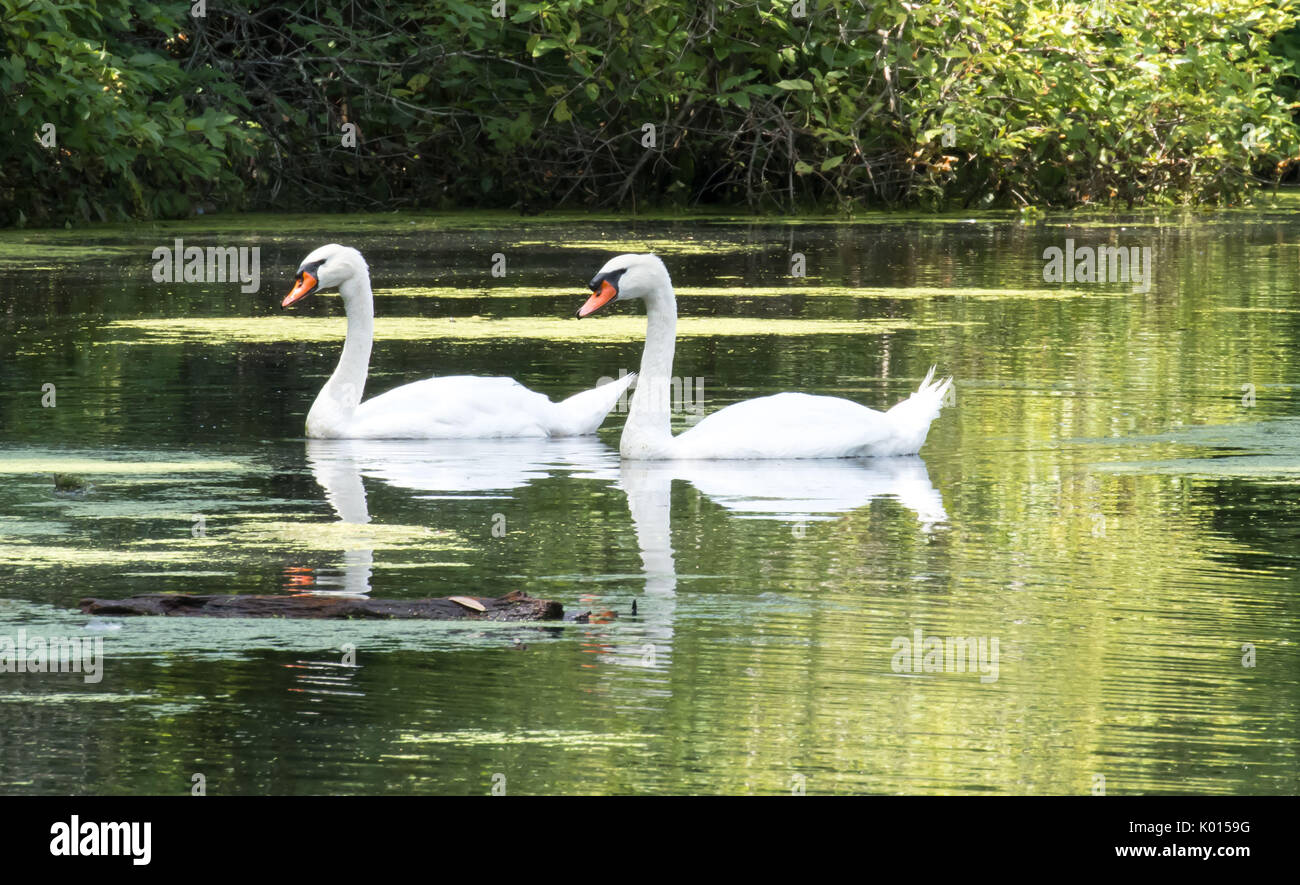Beautiful gardens of the south - Swans, spiders, birds and butterflies ...