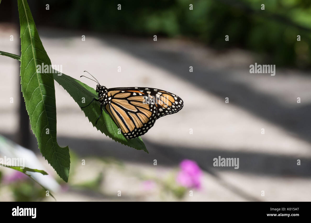 Beautiful gardens of the south - Swans, spiders, birds and butterflies ...