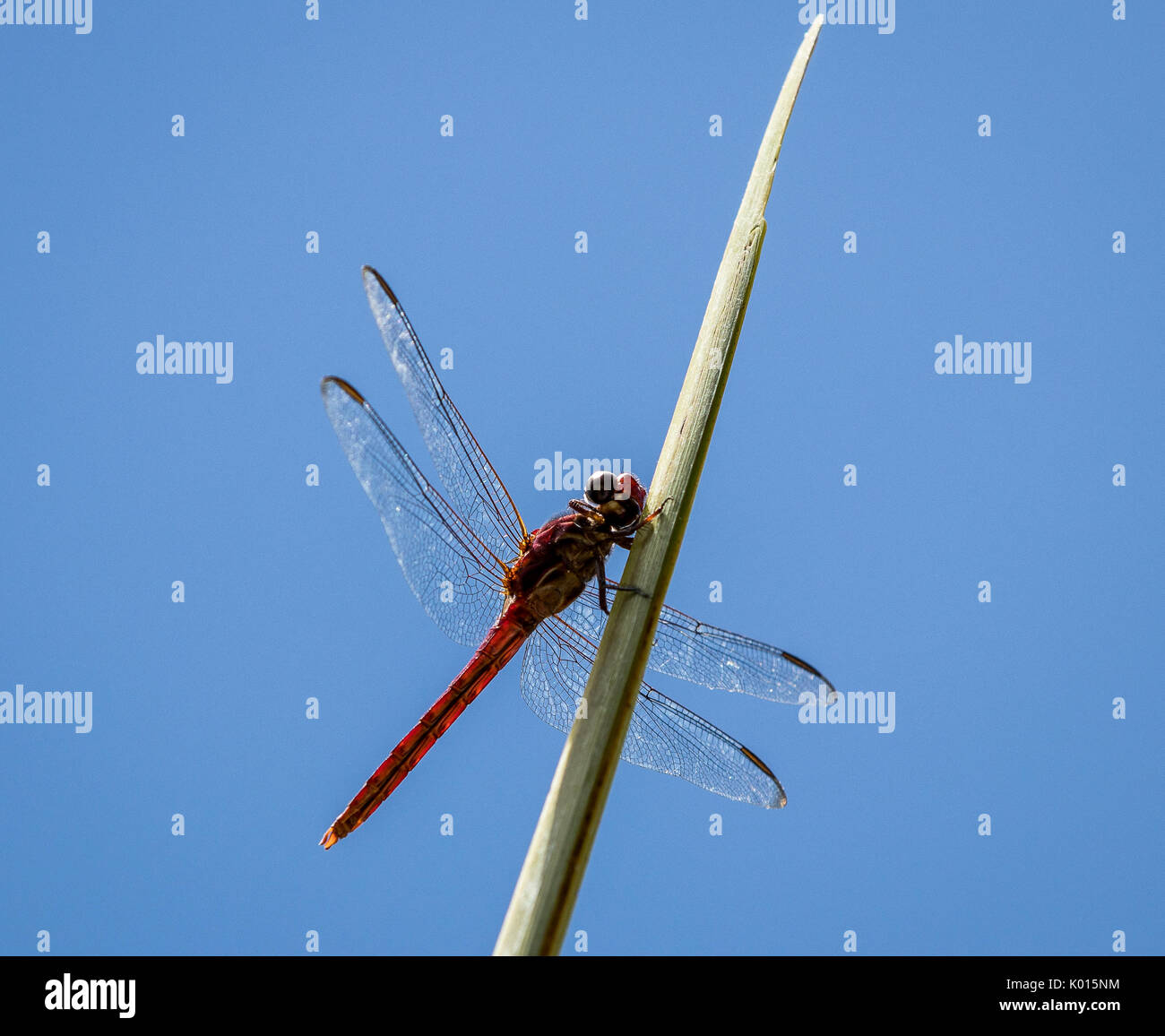 Saint Martin is part of the Leeward Islands in the Caribbean Sea. It ...